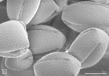 Alto Cryo-Transfer Systems | Gatan, Inc.